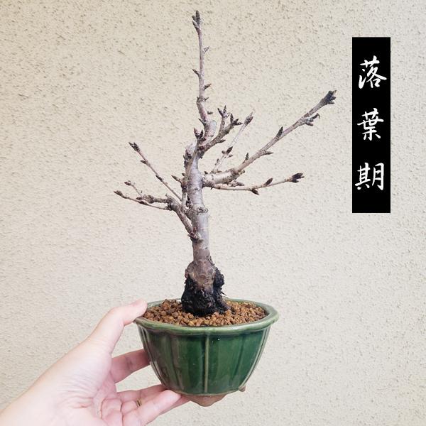 桜盆栽:八重桜*<国産みどり輪花鉢>(2025年春開花終了) さくら 桜盆栽:八重桜*<国産みどり輪花鉢>(2025年春開花終了) さくら