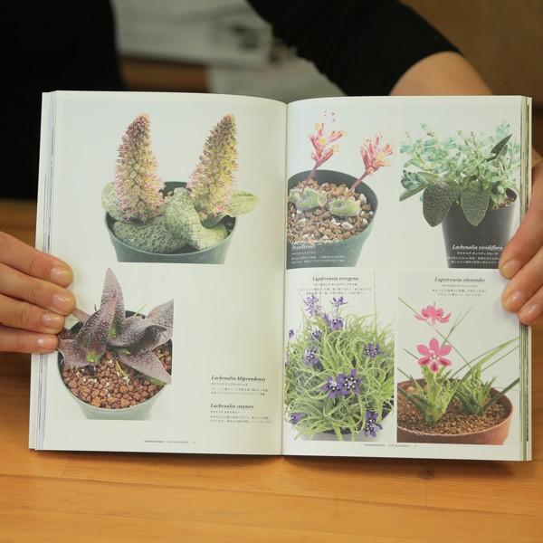 本：UNDER GROUNDS -CAPE BULB BOOK-*資材 : 遊恵盆栽 Yahoo!店 - 通販 - Yahoo!ショッピング