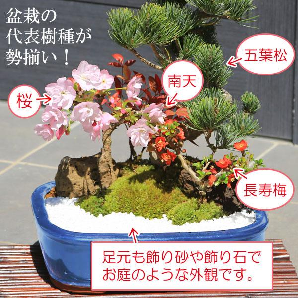 父の日 ギフト 2024盆栽：桜・五葉松寄せ植え*＜青長方鉢＞(2024年開花終了)鉢植え 寄せ植え祝いgift 誕生日祝 御祝 春 ...
