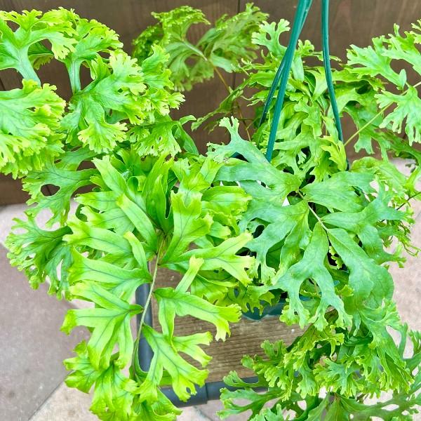 おしゃれ 観葉植物：ポリポジウム ファラックス*5号 吊り鉢 ポリポディウム Polypodium fallax : f7250v : 遊恵 ...