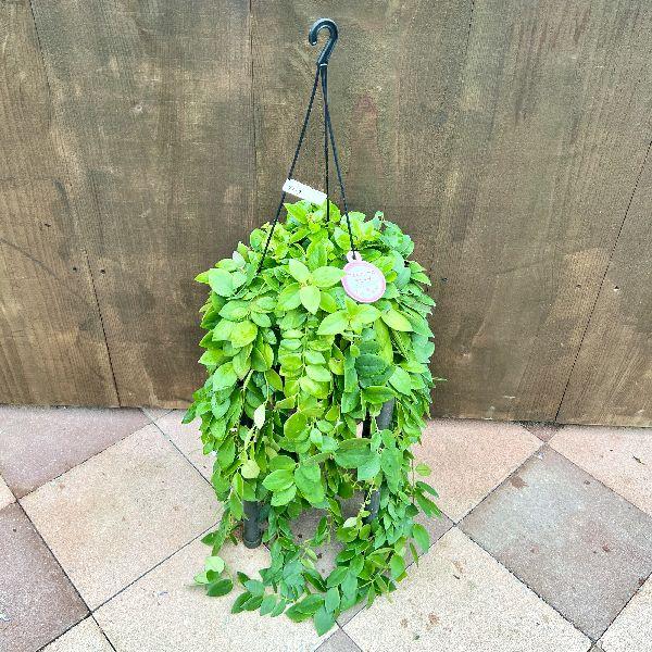 おしゃれ 観葉植物：エスキナンサス テレッサ*6号 吊り鉢 : 遊恵盆栽 Yahoo!店 - 通販 - Yahoo!ショッピング