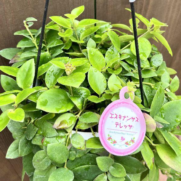 おしゃれ 観葉植物：エスキナンサス テレッサ*6号 吊り鉢 : 遊恵盆栽 Yahoo!店 - 通販 - Yahoo!ショッピング