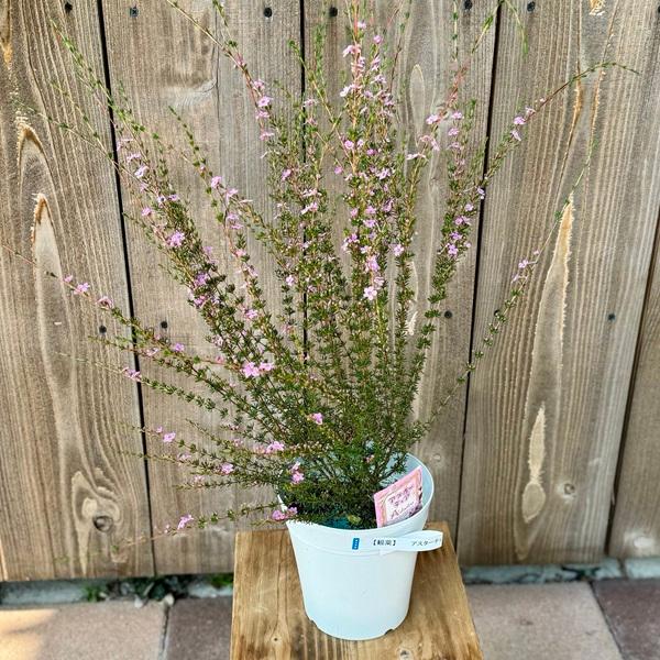 花苗 観葉植物：アスターティア*5号 アスタルテア ファスキクラリス Astartea fascicularis オージープランツ 【お花 ...