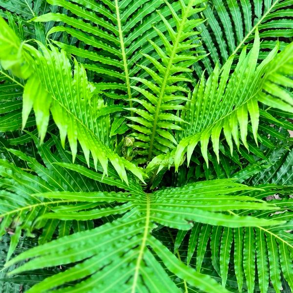 おしゃれ 観葉植物 西洋シダ植物：ブレクナム シルバーレディー*現品をお届け プラポット : 遊恵盆栽 Yahoo!店 - 通販 - Yahoo!ショッピング