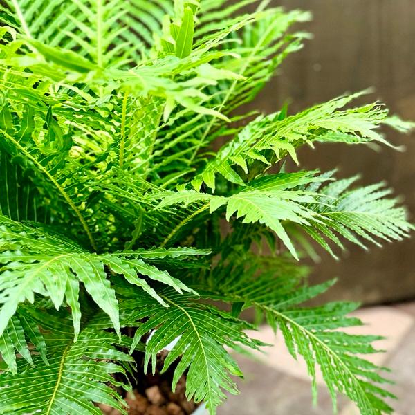 おしゃれ 観葉植物 西洋シダ植物：ブレクナム シルバーレディー*現品をお届け プラポット : 遊恵盆栽 Yahoo!店 - 通販 - Yahoo!ショッピング