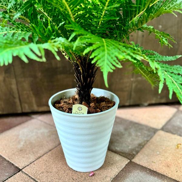 おしゃれ 観葉植物 西洋シダ植物：ブレクナム シルバーレディー*現品をお届け プラポット : 遊恵盆栽 Yahoo!店 - 通販 - Yahoo!ショッピング