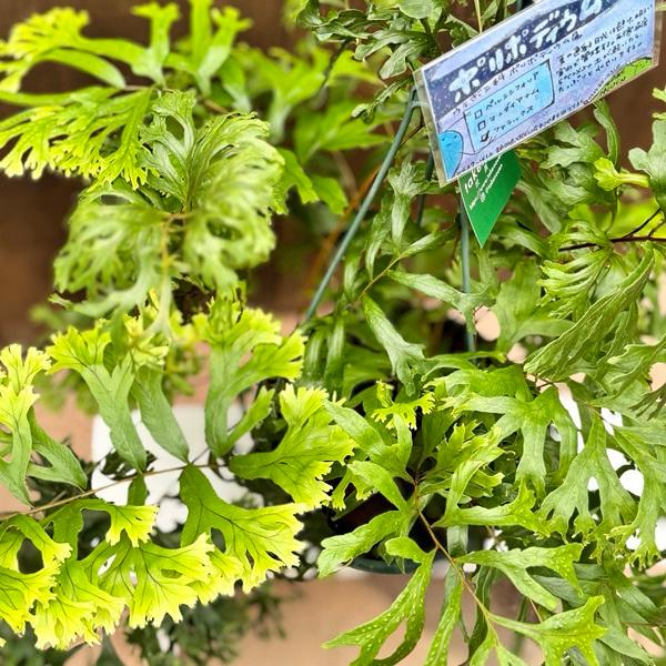 観葉植物：ポリポジウム ファラックス*7号吊り鉢 ポリポディウム Polypodium fallax : 遊恵盆栽 Yahoo!店 - 通販 ...
