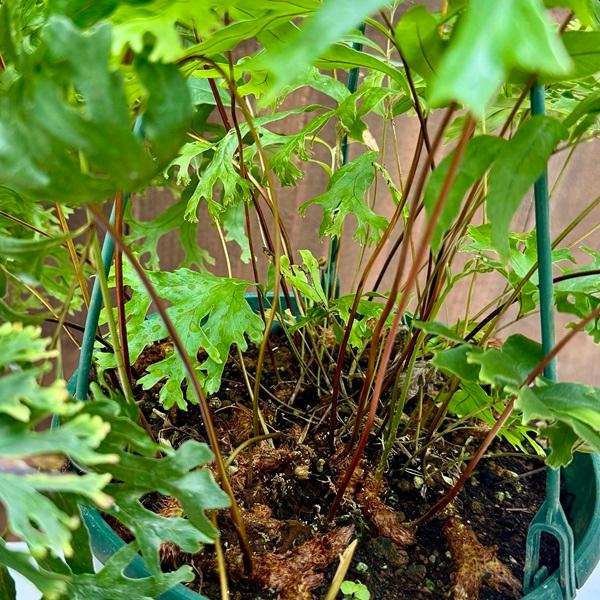 観葉植物：ポリポジウム ファラックス*7号吊り鉢 ポリポディウム Polypodium fallax : 遊恵盆栽 Yahoo!店 - 通販 ...