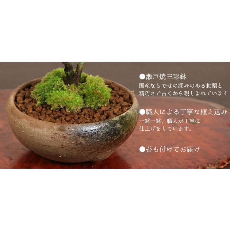 母の日ギフト2025にも ミニ盆栽:長寿梅*(瀬戸焼三彩鉢) 鉢色 母の日ギフト2025にも ミニ盆栽:長寿梅*(瀬戸焼三彩鉢) 鉢色