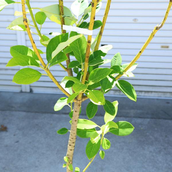 庭木・植木・縁起良し：ユズリハ（ゆずりは）譲り葉 樹高160cm 現品限り*佐川急便発送 : 遊恵盆栽 Yahoo!店 - 通販 - Yahoo!ショッピング