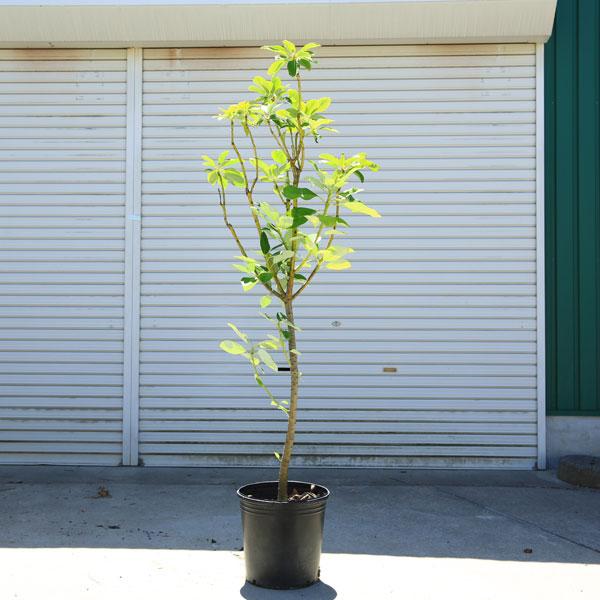 庭木・植木・縁起良し：ユズリハ（ゆずりは）譲り葉 樹高160cm 現品限り*佐川急便発送 : 遊恵盆栽 Yahoo!店 - 通販 - Yahoo!ショッピング