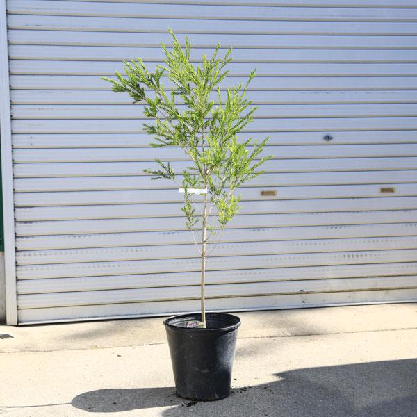 庭木 植木 苗：メラレウカ レボリューショングリーン 樹高80cm* : 遊恵盆栽 Yahoo!店 - 通販 - Yahoo!ショッピング