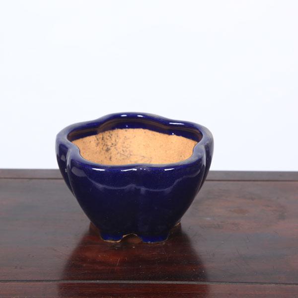 鉢：服部 輪花鉢 13.3cm【現品】* 資材 : 遊恵盆栽 Yahoo!店 - 通販 - Yahoo!ショッピング