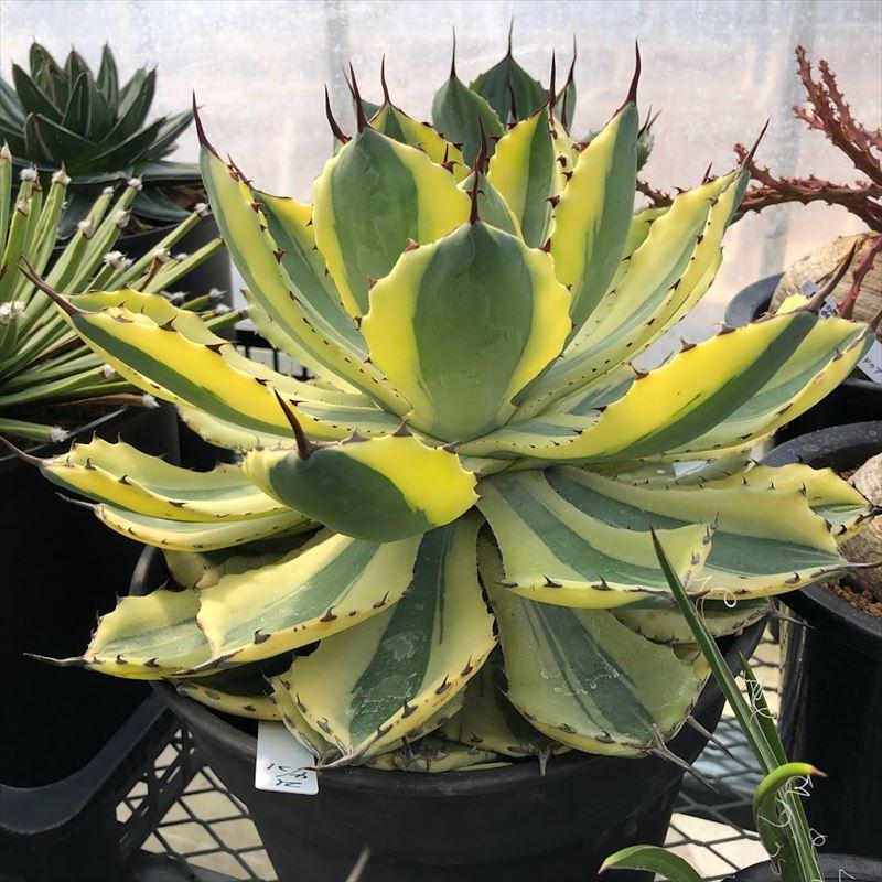 多肉植物:アガベ 吉祥冠錦 スーパークラウン*幅28cm 現品 多肉植物:アガベ 吉祥冠錦 スーパークラウン*幅28cm 現品