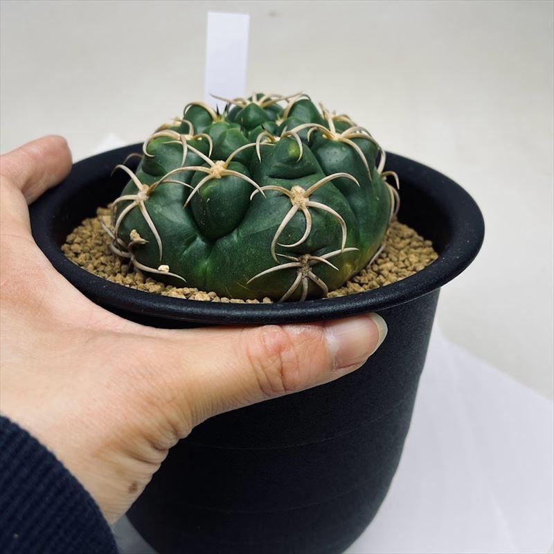 サボテン:ギムノカリキウム 海王丸*幅9cm 現品!一品限り サボテン:ギムノカリキウム 海王丸*幅9cm 現品!一品限り