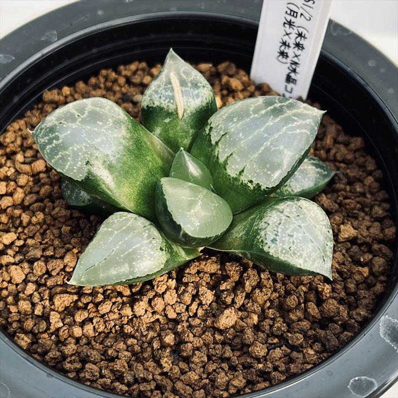 多肉植物：ハオルチア 水晶未来NS1/2×月光未来 実生*幅5cm 現品 一品限り : 遊恵盆栽 Yahoo!店 - 通販 - Yahoo!ショッピング