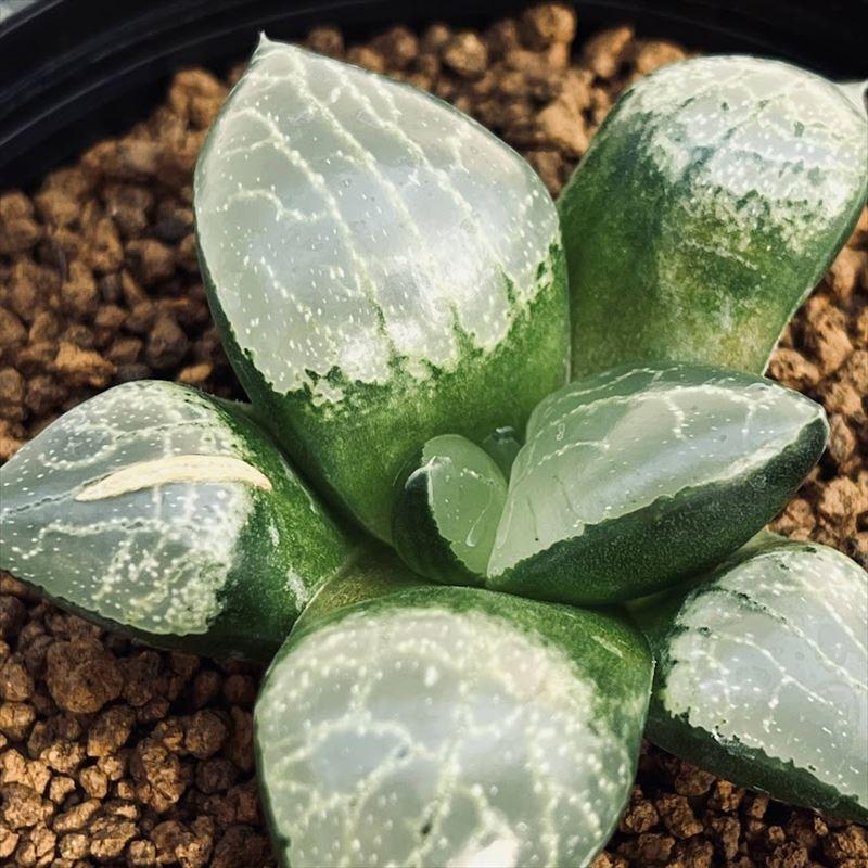 多肉植物：ハオルチア 水晶未来NS1/2×月光未来 実生*幅5cm 現品 一品限り : 遊恵盆栽 Yahoo!店 - 通販 - Yahoo!ショッピング