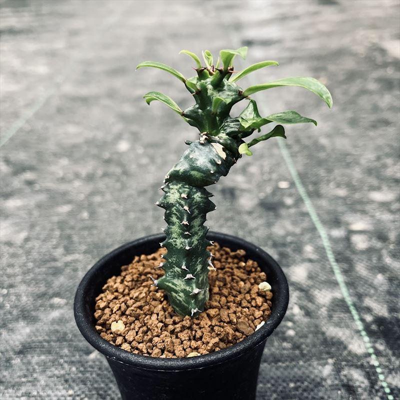 多肉植物：ユーフォルビア sp. A*幹幅2cm : s12724v : 遊恵盆栽 Yahoo!店 - 通販 - Yahoo!ショッピング