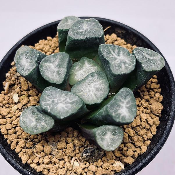 多肉植物：ハオルチア 万象 ヘラクレス*幅7cm 現品！一品限り : 遊恵盆栽 Yahoo!店 - 通販 - Yahoo!ショッピング