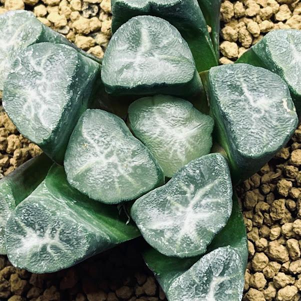 多肉植物：ハオルチア 万象 ヘラクレス*幅7cm 現品！一品限り : 遊恵盆栽 Yahoo!店 - 通販 - Yahoo!ショッピング