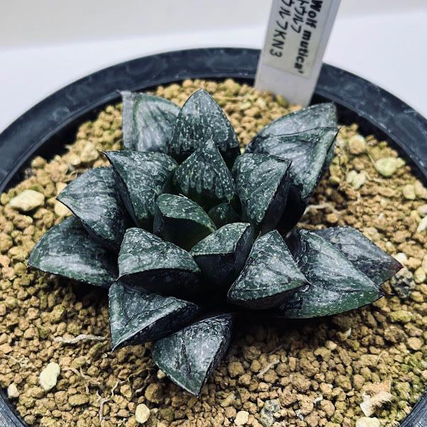 多肉植物：ハオルチア シルバームチカ×ホワイトウルフ ムチカウルフKN3*幅8cm 現品！一品限り : 遊恵盆栽 Yahoo!店 - 通販 - Yahoo!ショッピング