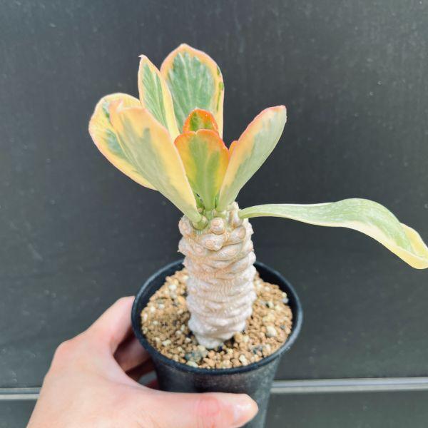 多肉植物：ユーフォルビア ポイゾニー錦*葉幅8cm 現品！一品限り : s13393v : 遊恵盆栽 Yahoo!店 - 通販 - Yahoo!ショッピング