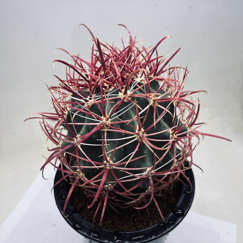 サボテン：フェロカクタス 神仙玉hyb.*幅10cm 現品！一品限り : 遊恵盆栽 Yahoo!店 - 通販 - Yahoo!ショッピング