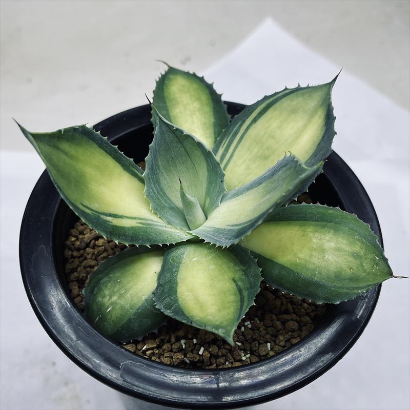 多肉植物：アガベ ラムランナー*幅11cm 現品！一品限り : 遊恵盆栽 Yahoo!店 - 通販 - Yahoo!ショッピング