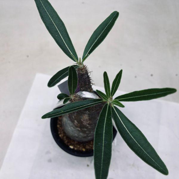 コーデックス：パキポディウム グラキリス 発根済*塊根幅6cm 現品！一品限り : 遊恵盆栽 Yahoo!店 - 通販 - Yahoo!ショッピング