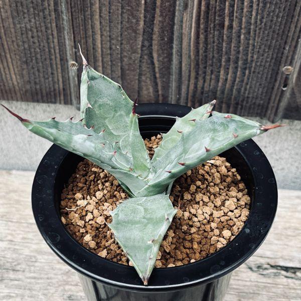 多肉植物：アガベ コロラータ*幅11cm 現品！一品限り : 遊恵盆栽 Yahoo!店 - 通販 - Yahoo!ショッピング
