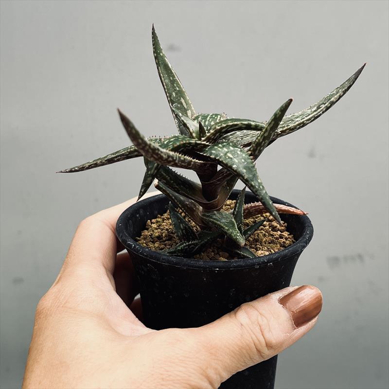 多肉植物：アロエ ジュクンダ*M 幅8cm : 遊恵盆栽 Yahoo!店 - 通販 - Yahoo!ショッピング