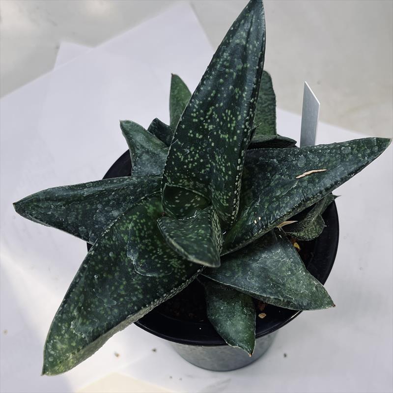 多肉植物：ガステリア*幅17cm 現品！一品限り : 遊恵盆栽 Yahoo!店 - 通販 - Yahoo!ショッピング