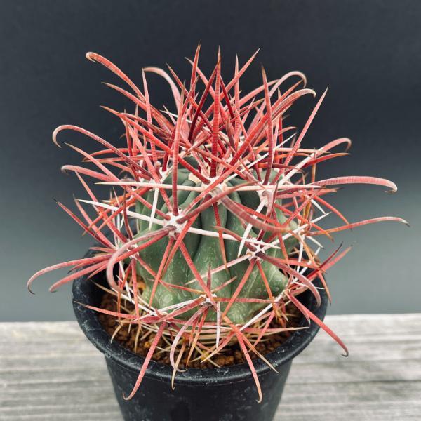 サボテン：フェロカクタス 赤刺金冠竜*幅7cm ☆赤松実生*幅7cm 現品！一品限り : 遊恵盆栽 Yahoo!店 - 通販 - Yahoo!ショッピング