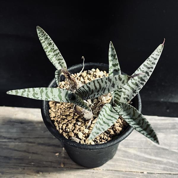 球根植物：レデボウリア ソシアリス 豹紋*全幅8cm : 遊恵盆栽 Yahoo!店 - 通販 - Yahoo!ショッピング