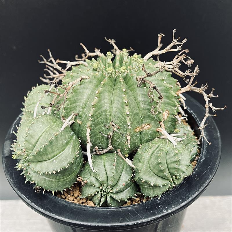 コーデックス：ユーフォルビア バリダ メス*全幅11cm 現品！一品限り : 遊恵盆栽 Yahoo!店 - 通販 - Yahoo!ショッピング