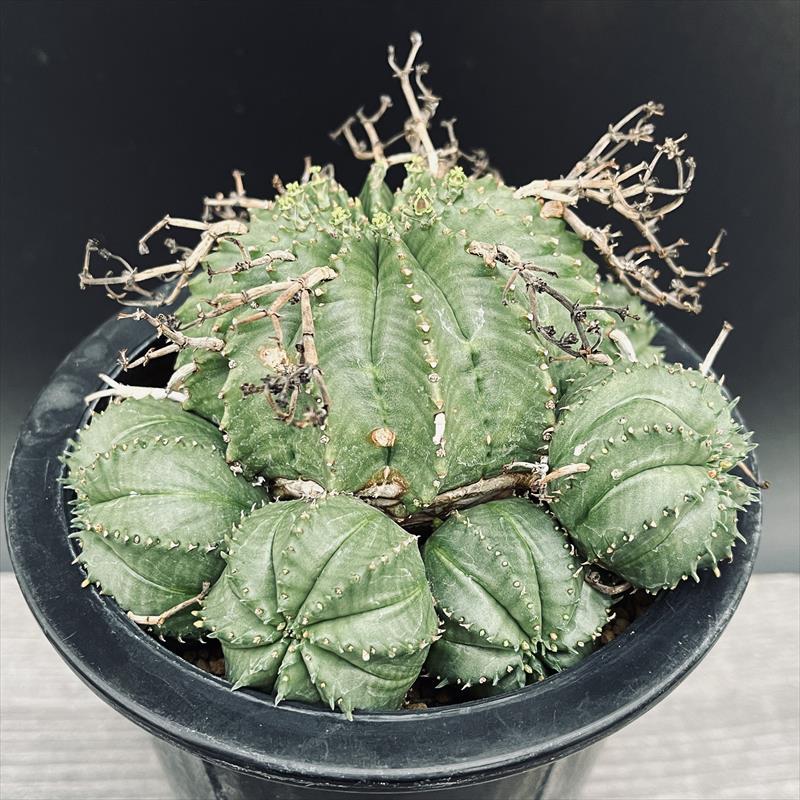 コーデックス：ユーフォルビア バリダ メス*全幅11cm 現品！一品限り : 遊恵盆栽 Yahoo!店 - 通販 - Yahoo!ショッピング