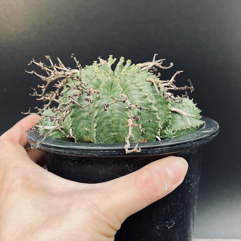 コーデックス：ユーフォルビア バリダ メス*全幅11cm 現品！一品限り : 遊恵盆栽 Yahoo!店 - 通販 - Yahoo!ショッピング