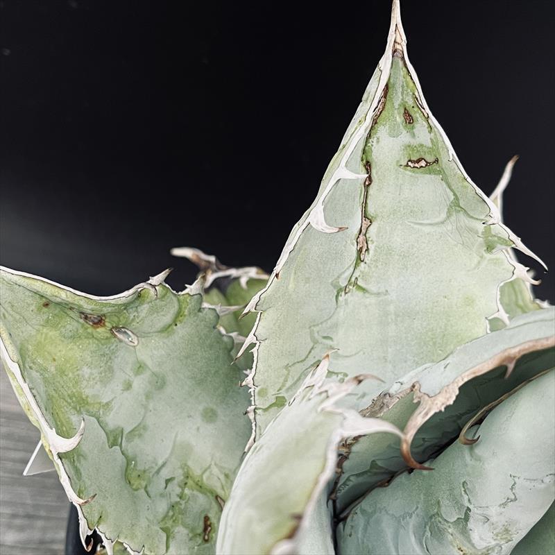 多肉植物:アガベ オテロイ シエラミクステカ FO-076*幅24cm 多肉植物:アガベ オテロイ シエラミクステカ FO-076*幅24cm
