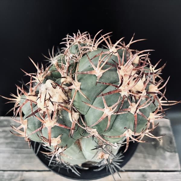 サボテン：エキノカクタス 太平丸*幅15cm 現品！一品限り ★根未確認 : s14568v : 遊恵盆栽 Yahoo!店 - 通販 - Yahoo!ショッピング