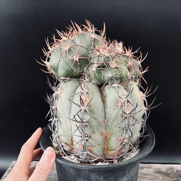 サボテン：エキノカクタス 太平丸*幅15cm 現品！一品限り ★根未確認 : s14568v : 遊恵盆栽 Yahoo!店 - 通販 - Yahoo!ショッピング