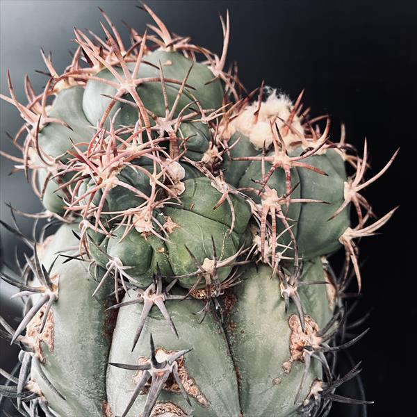 サボテン：エキノカクタス 太平丸*幅15cm 現品！一品限り ★根未確認 : s14568v : 遊恵盆栽 Yahoo!店 - 通販 - Yahoo!ショッピング