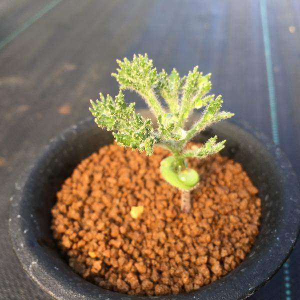 球根植物：エリオスペルマム ドレゲイ* :s3935:遊恵盆栽 Yahoo!店 - 通販 - Yahoo!ショッピング