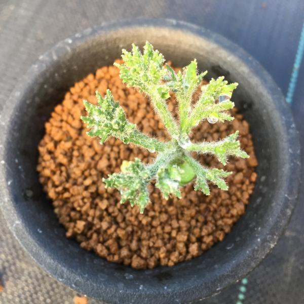 球根植物：エリオスペルマム ドレゲイ* :s3935:遊恵盆栽 Yahoo!店 - 通販 - Yahoo!ショッピング