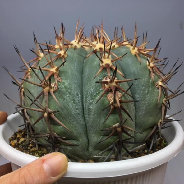 サボテン:エキノカクタス 花王丸*幅13cm 現品 一品限り サボテン:エキノカクタス 花王丸*幅13cm 現品 一品限り