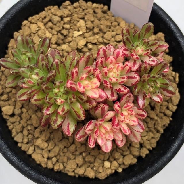 多肉植物:アエオニウム 小人の祭り錦*幅4.5cm 現品 一品限り 多肉植物:アエオニウム 小人の祭り錦*幅4.5cm 現品 一品限り