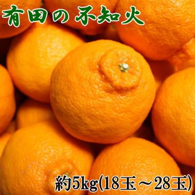 ふるさと納税 湯浅町 【濃厚春柑橘】有田産不知火約5kg(18玉〜28玉おまかせ)【湯浅町】 : Yahoo!ふるさと納税 - 通販 - Yahoo!ショッピング