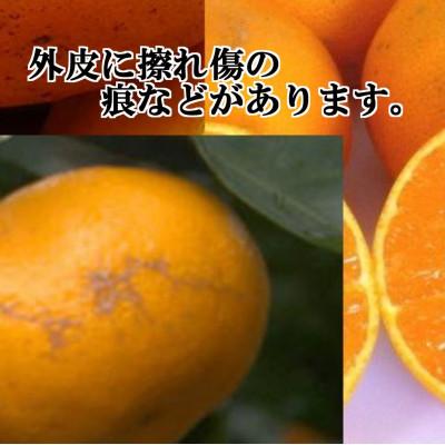 ふるさと納税 八幡浜市 【JAS認証有機栽培】こんな柑橘初めてプルプル新食感「まどんな」約3kg【D39-25】 : Yahoo!ふるさと納税 - 通販 - Yahoo!ショッピング