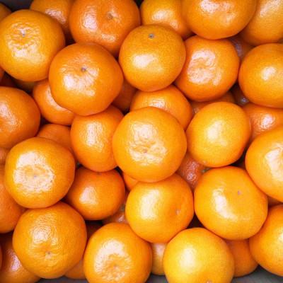 ふるさと納税 湯浅町 先行受付【ご家庭用】和歌山有田みかん約10kg(M、Lサイズ)【湯浅町】 : 1054939 : Yahoo!ふるさと ...