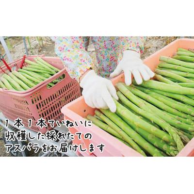 ふるさと納税 江差町 ★2025年分先行受付★北海道江差町産 アスパラガス 1kg L〜2Lサイズ 朝採り農家直送 : 1082437 : Yahoo!ふるさと納税 - 通販 - Yahoo ...