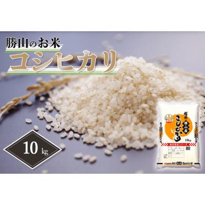 ふるさと納税 勝山市 勝山産コシヒカリ ちゃまごん米 10kg 精米 : 1085176 : Yahoo!ふるさと納税 - 通販 ...